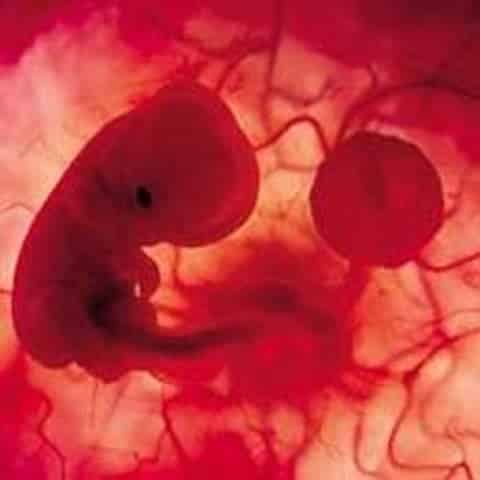 Qual é a verdadeira função da placenta na gravidez?