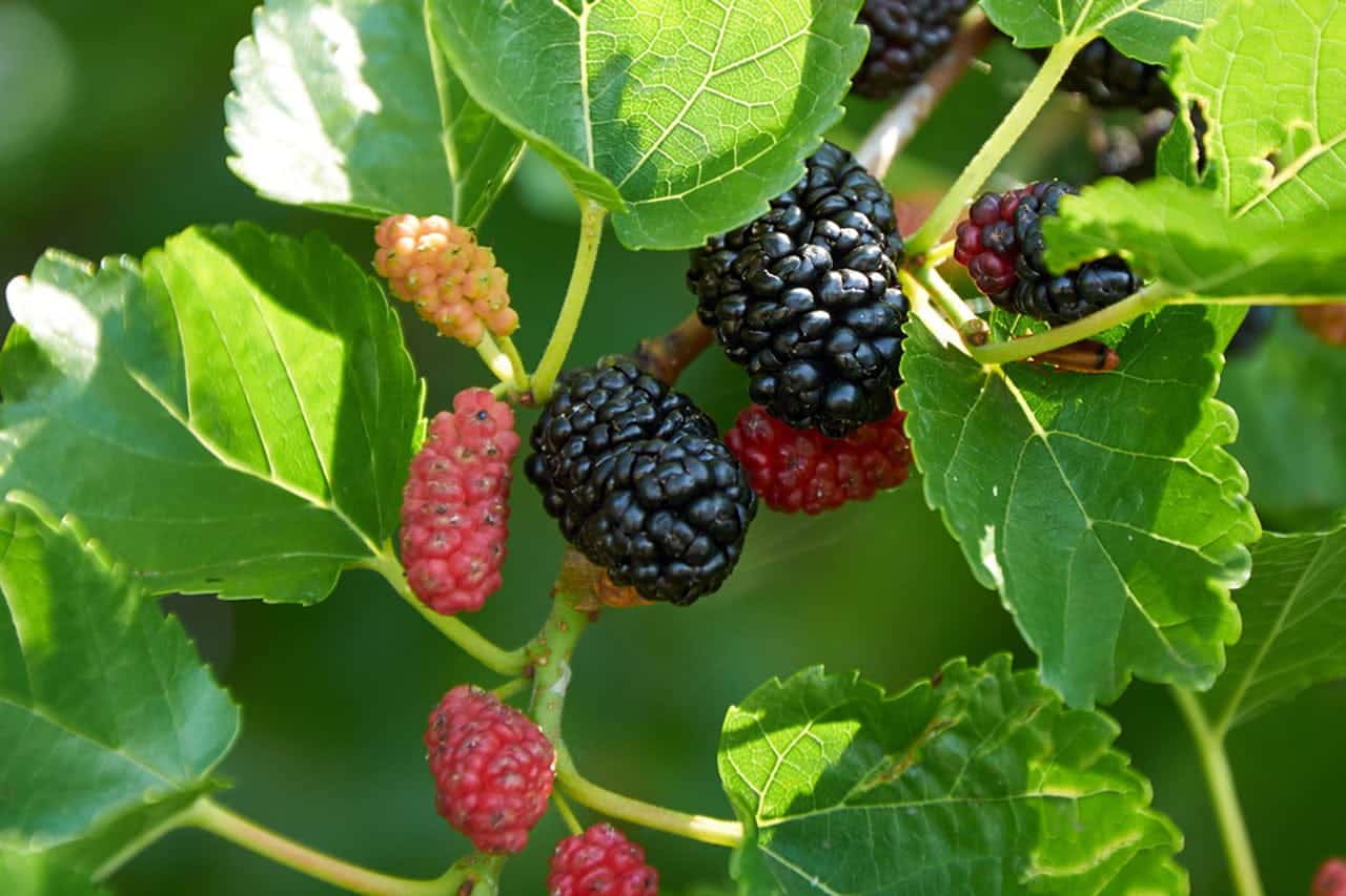 10 benefícios da amora para sua saúde, da sua pele e de seus cabelos