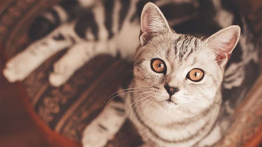 Gato miando? O que pode ser? - Tipos de miado, motivos e o que fazer