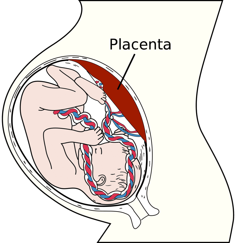 Tudo Sobre A Placenta _ La placenta, qué es, cómo se forma y dónde se ...