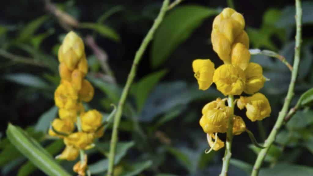 Chá de Sene - O que é, para que serve e como consumir