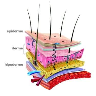 Pele normal, como é? Características e cuidados especiais